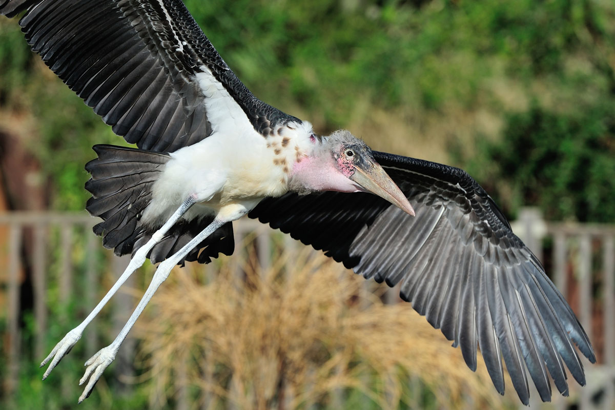 Marabu - Mille Animali