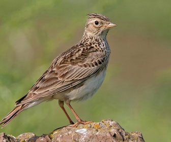 allodola-1.jpg - Mille Animali