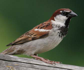 passera-italia-1.jpg - Mille Animali