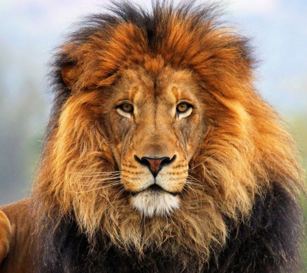 L'evoluzione del Leone - Mille Animali