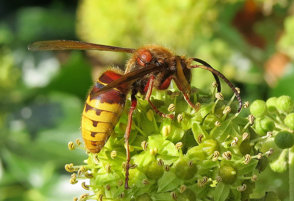 CalabroneMille Animali | Mille Animali
