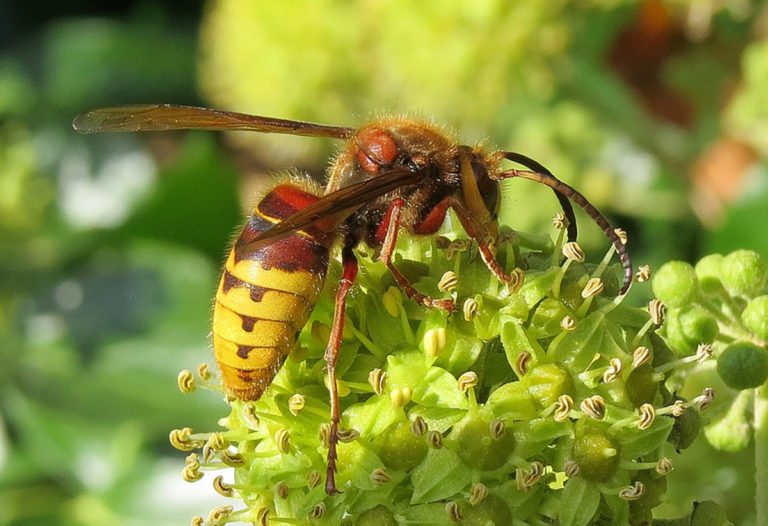 Calabrone - Mille Animali