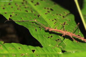 Insetto stecco - Mille Animali