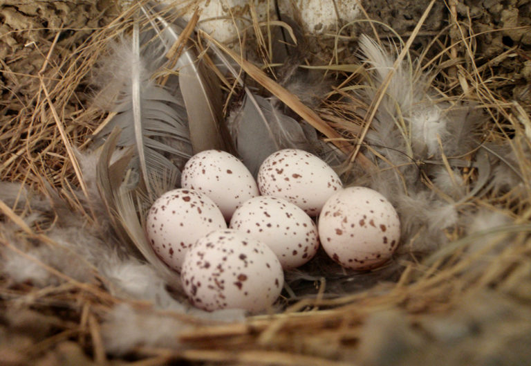 Animali ovipari - Mille Animali