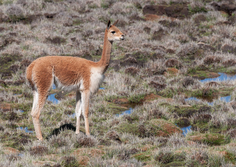 Vigogna - Mille Animali