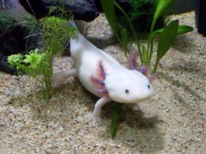Axolotl - Mille Animali