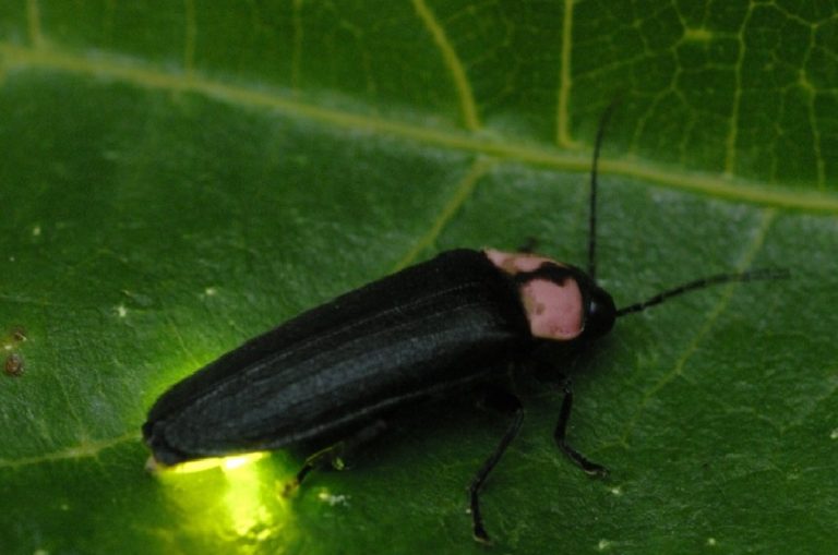 Lucciola - Mille Animali