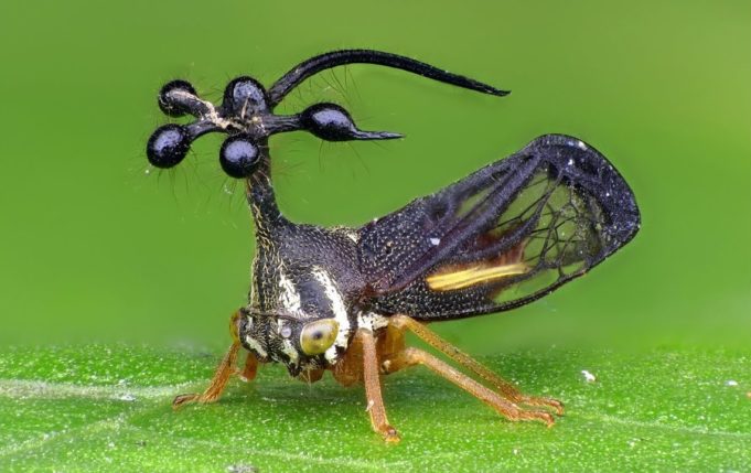 I 10 Insetti più strani al mondo - Mille Animali