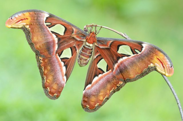 I 10 Insetti più strani al mondo - Mille Animali