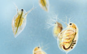 Protozoi - Mille Animali