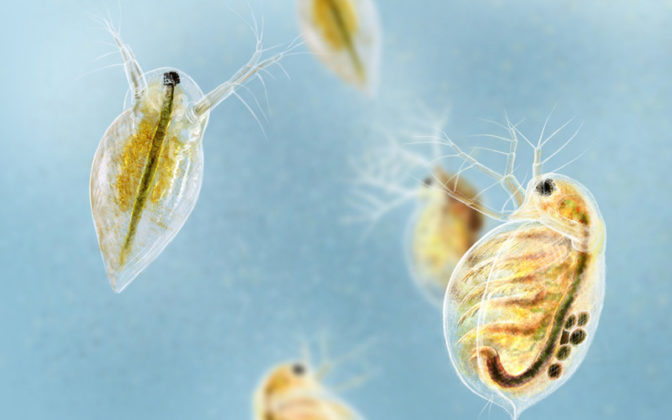 Protozoi - Mille Animali