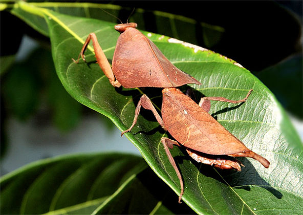 I 10 Insetti più strani al mondo - Mille Animali