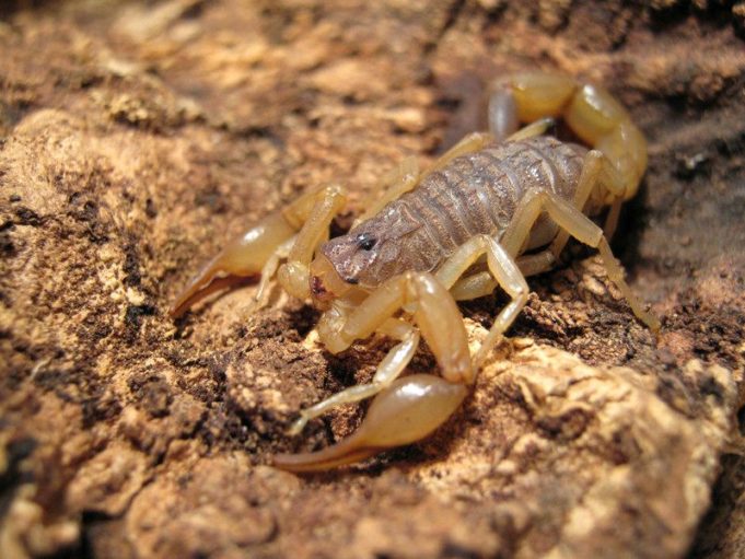 Gli scorpioni più velenosi del mondo - Mille Animali