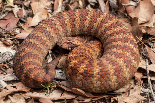 I 10 serpenti più velenosi del mondo - Mille Animali