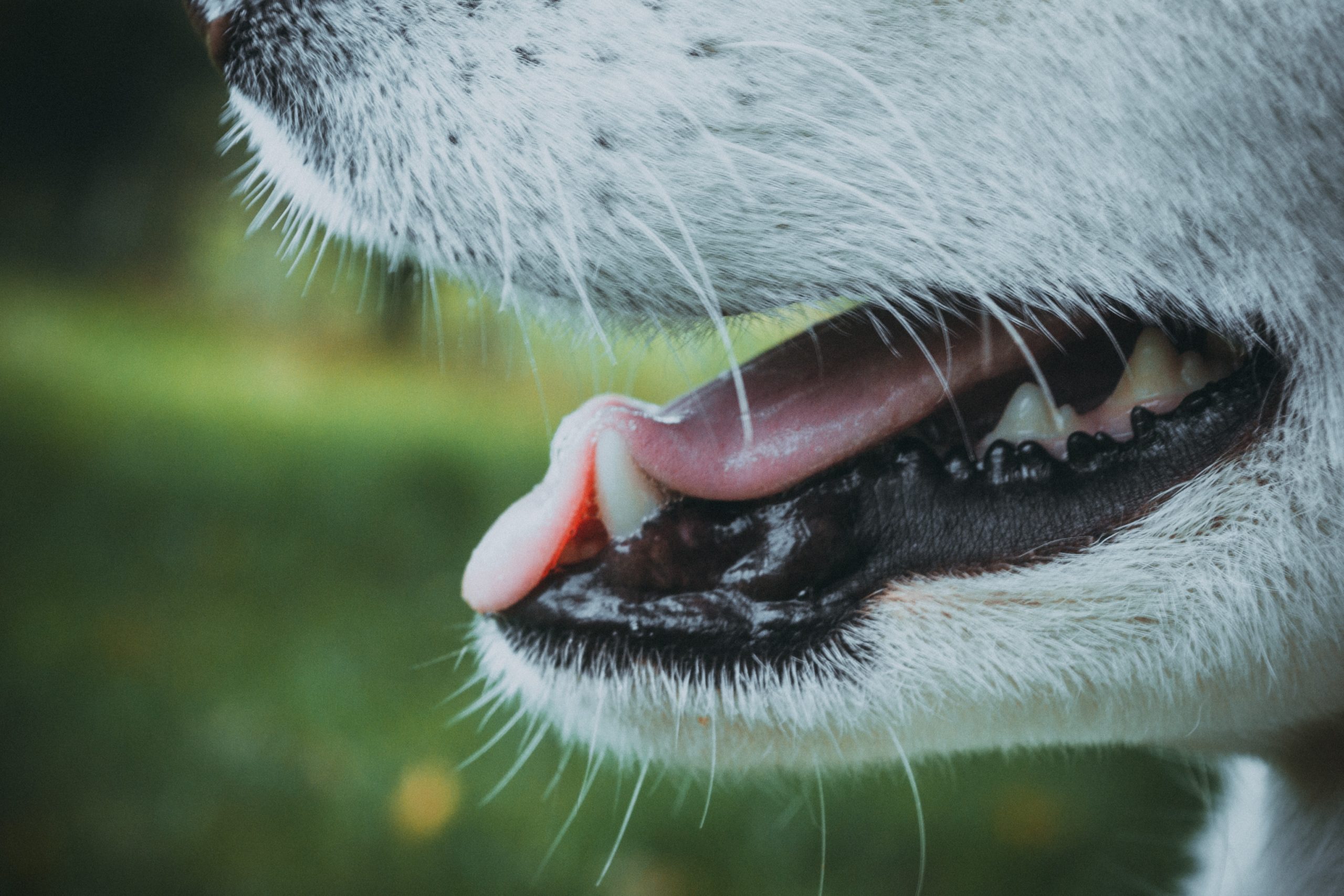 Come lavare i denti al cane? - Mille Animali